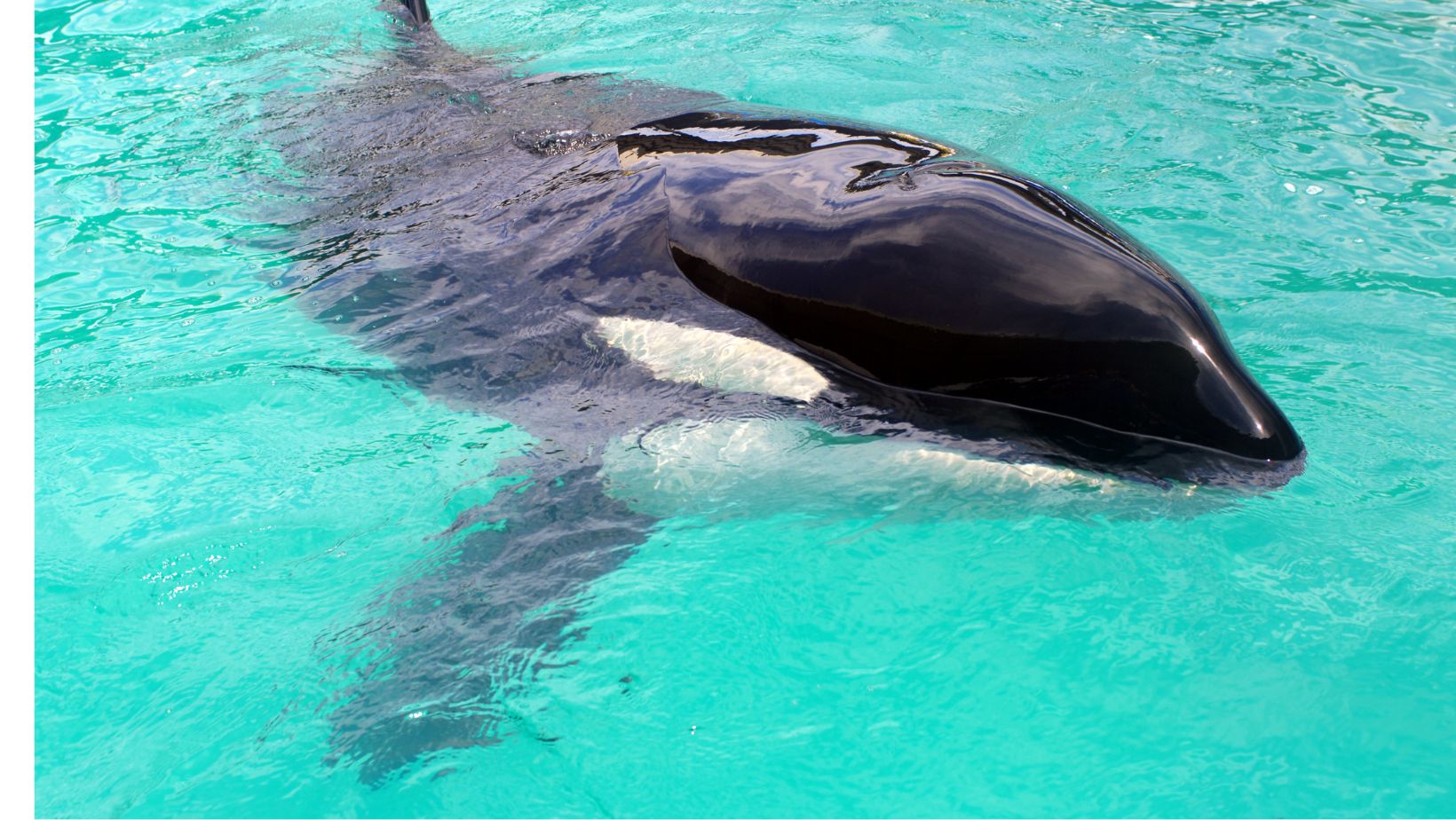 Kiska, the Most Lonely Orca in the World Dies at Marineland